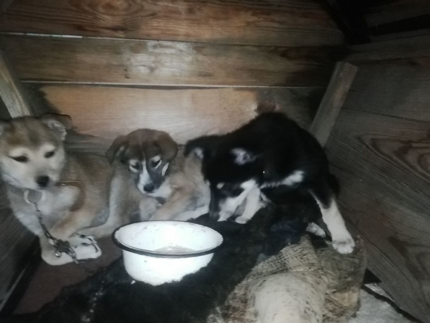 Щенки-девочки в добрые руки