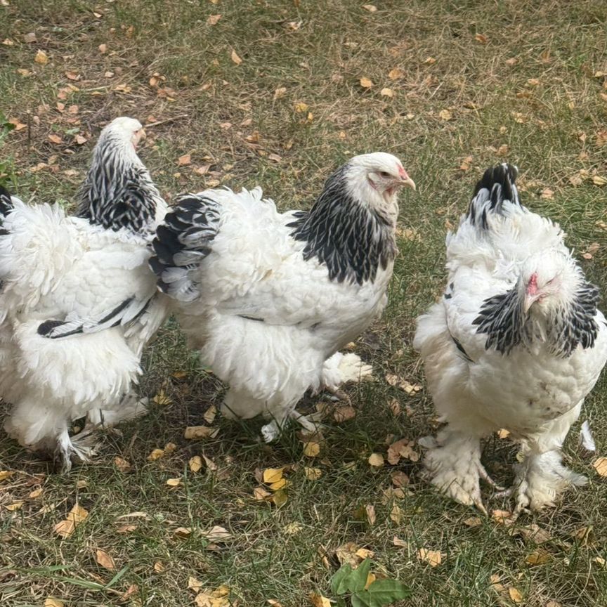 Куры породы брама