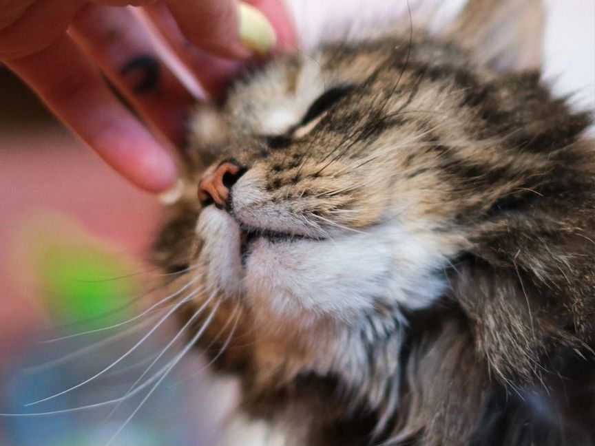 Лапочка Мотя ищет дом