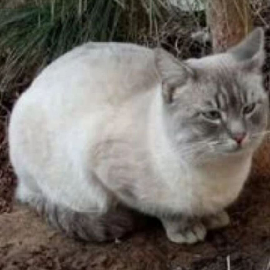 Котик. красивый голубоглазый. На улице мерзнет