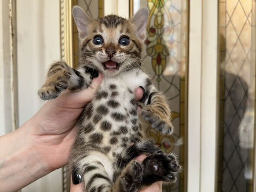 Бенгальские котята девочки и мальчики
