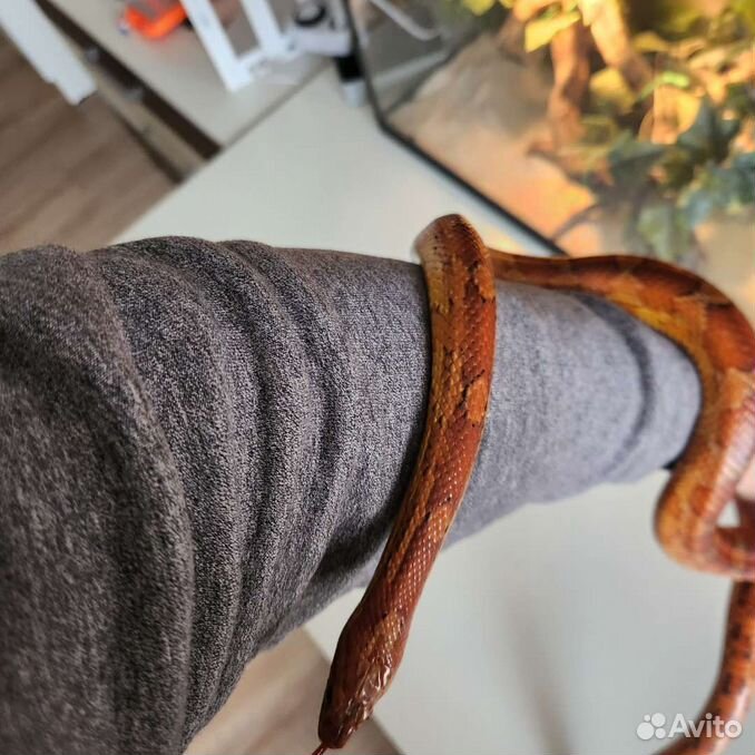 Змея маисовый полоз с террариумом