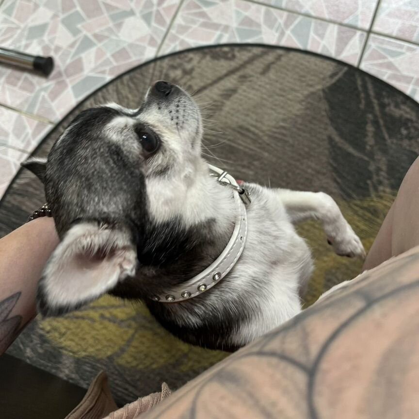 Чихуахуа, взрослый пёс