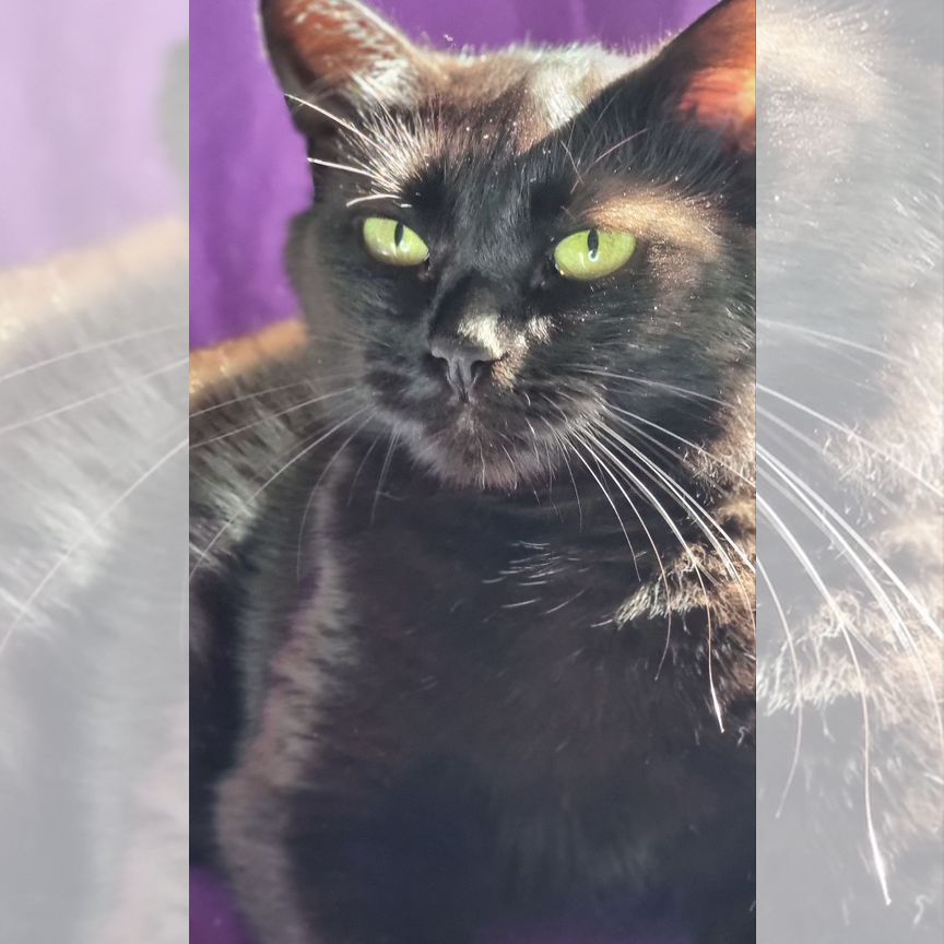 Багира настоящая пантера