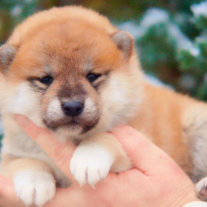 Сиба малыши /питомник