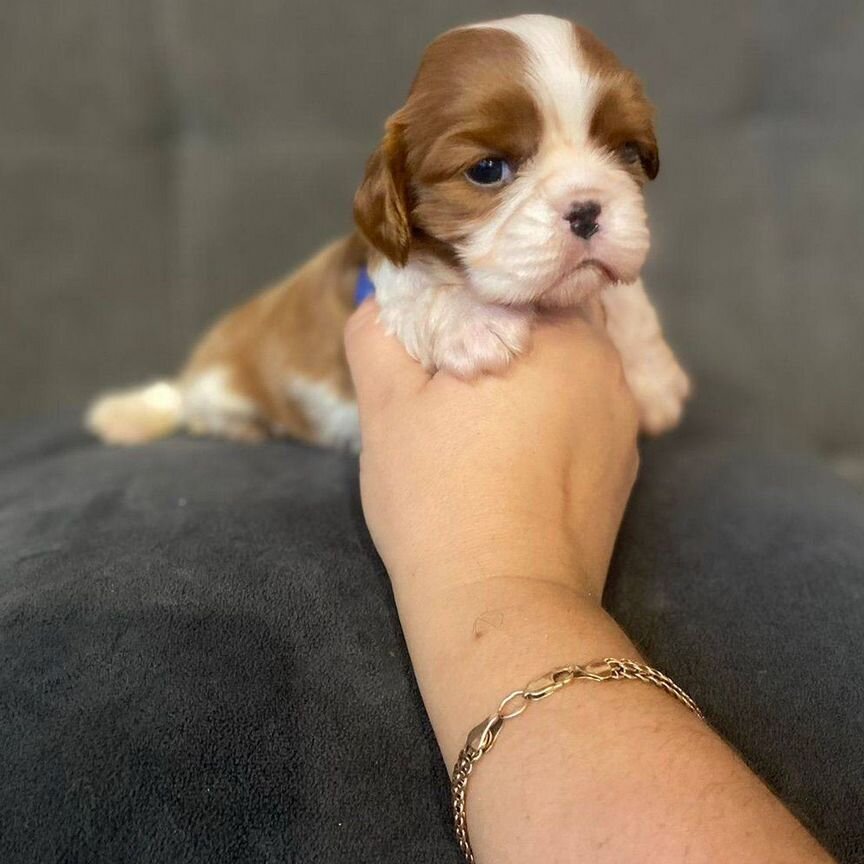 Кавалер кинг-чарльз-спаниель, щенок