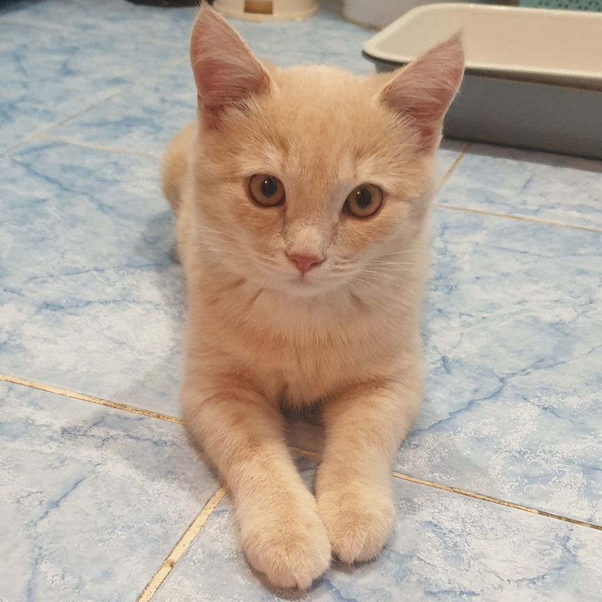 Рыжий котик бесплатно