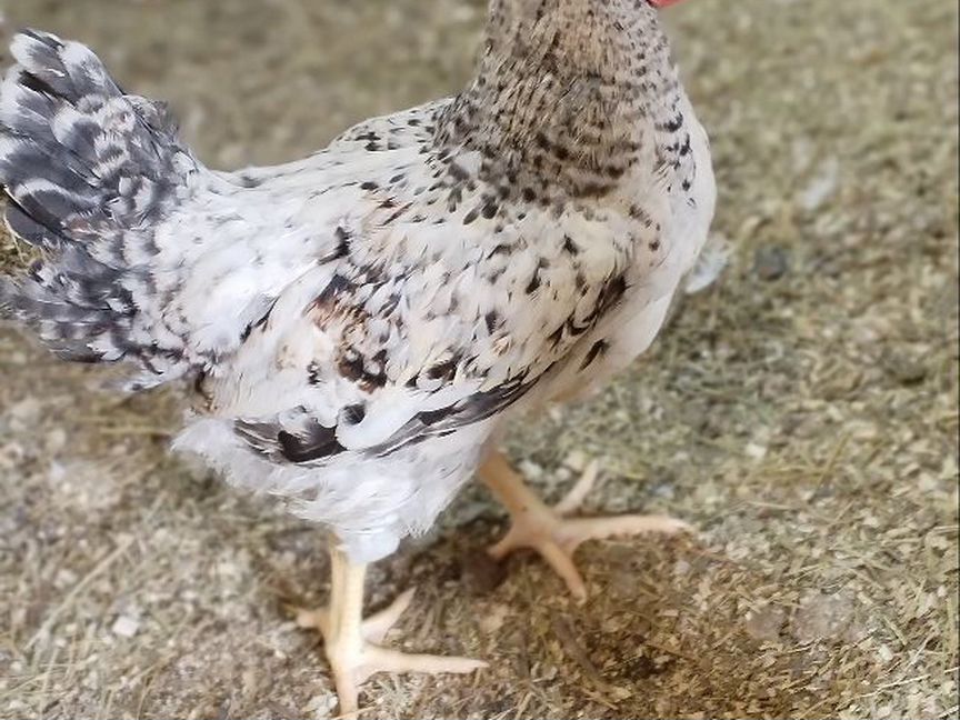 Петух, Мастер Грей