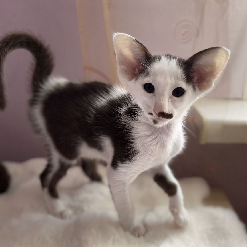 Ориентальный котёнок