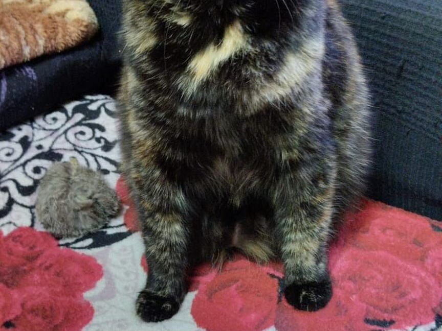 Кошка в добрые руки