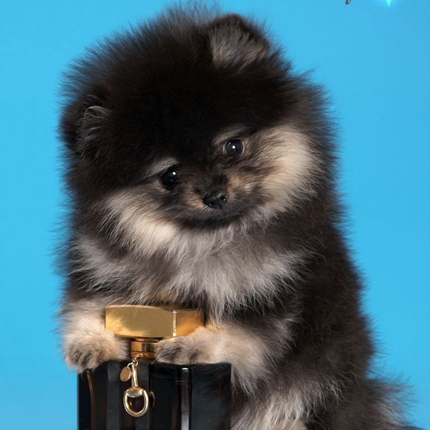 Девочка помераночка