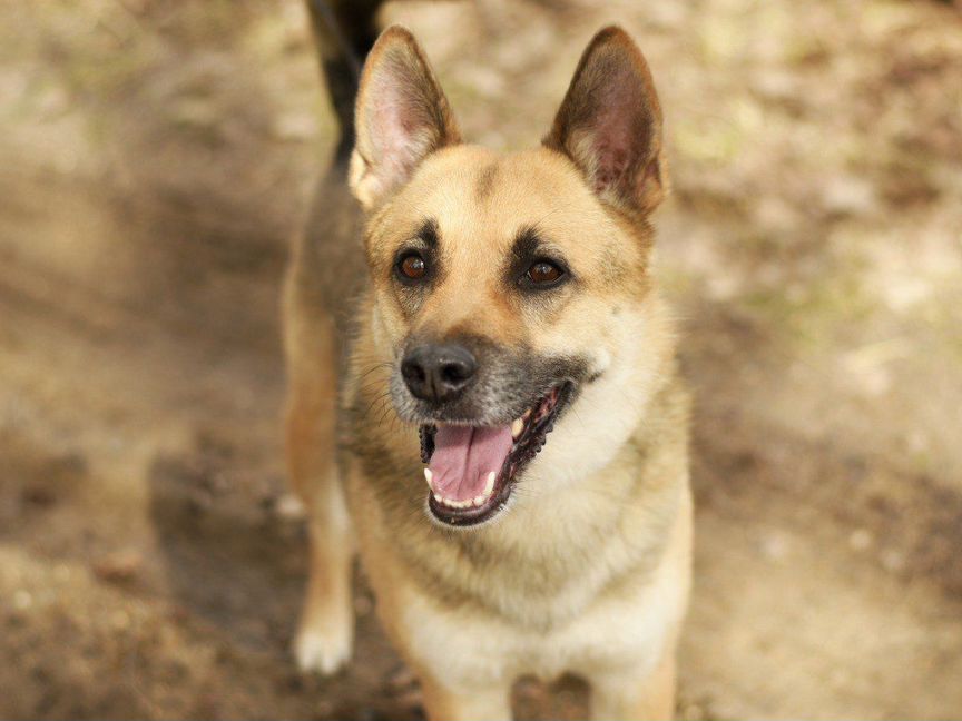 Собака Ральф в добрые руки