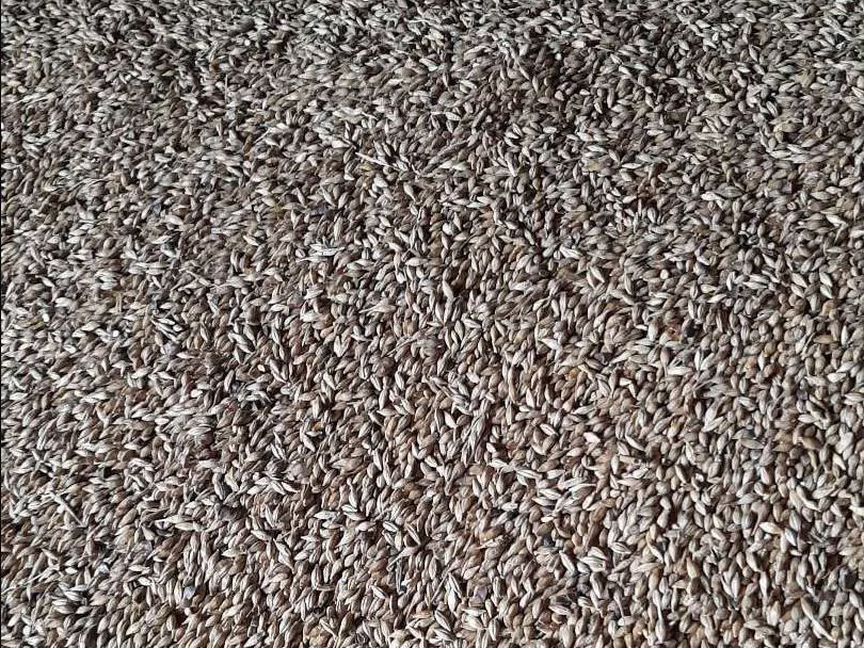 Кормовая пшеница, Семечко на корм