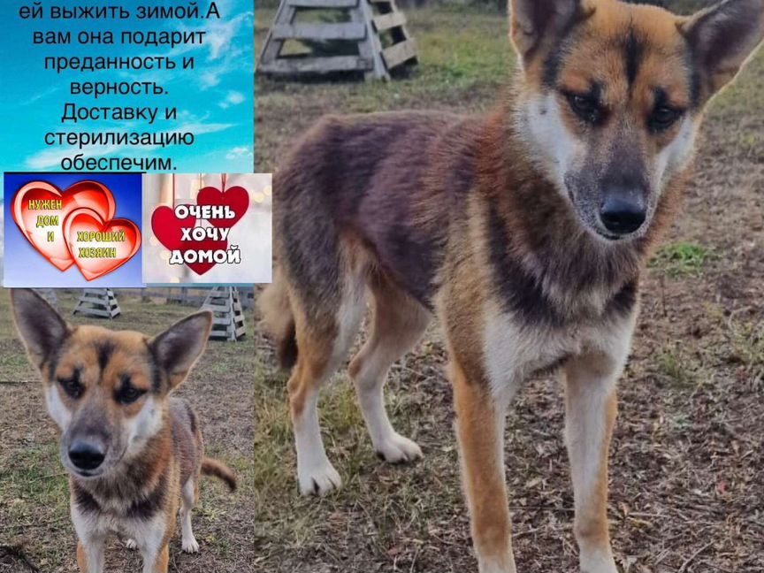 Собака в добрые руки