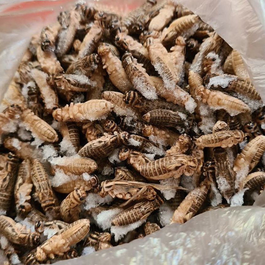 Сверчки домовые для кормления