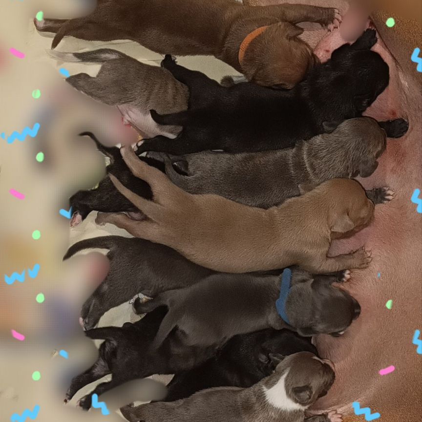 Щенки амстаффа