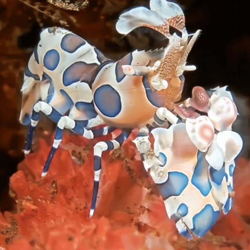 Креветка-Арлекин