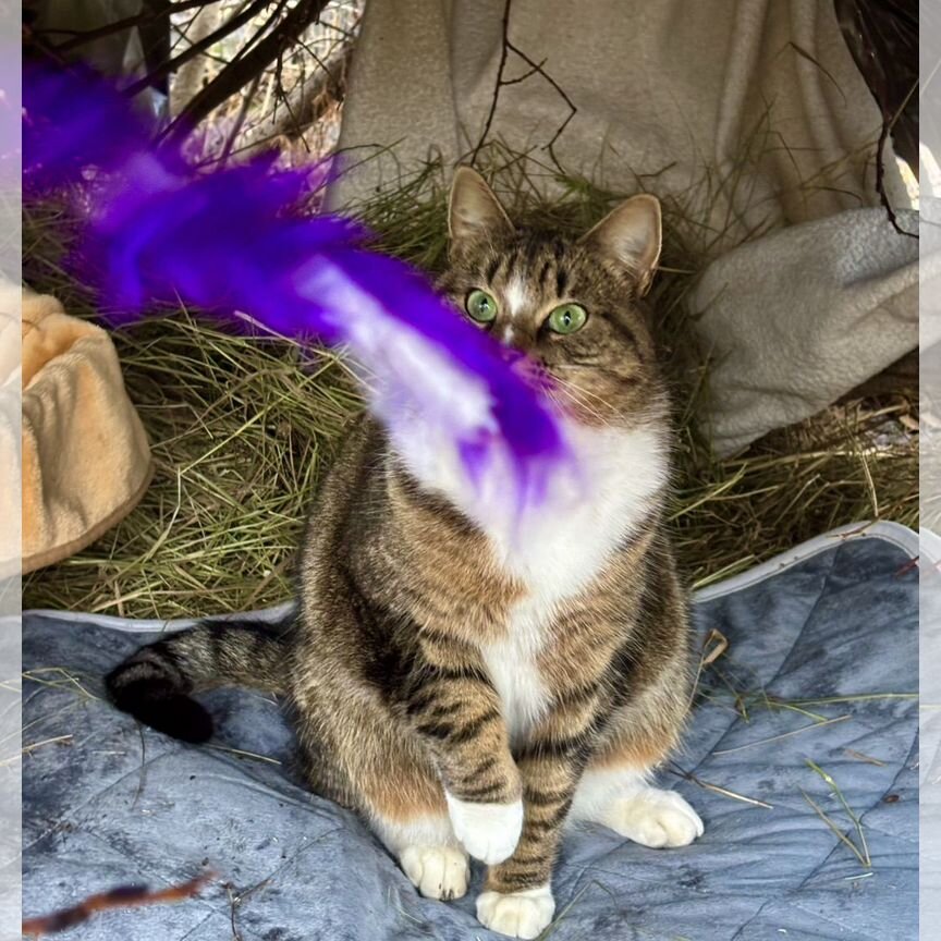 Европейская короткошёрстная кошка, взрослая