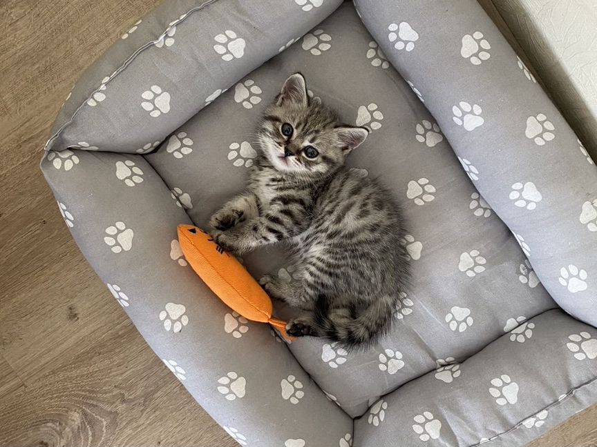 Котенок