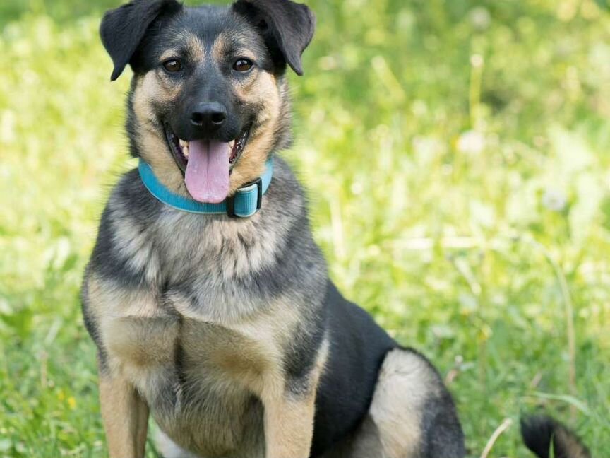 Небольшая ласкушка-Руби ищет дом