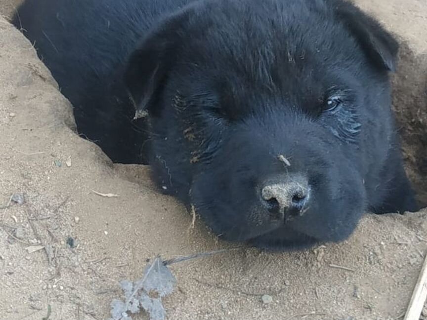 Щенок в добрые руки