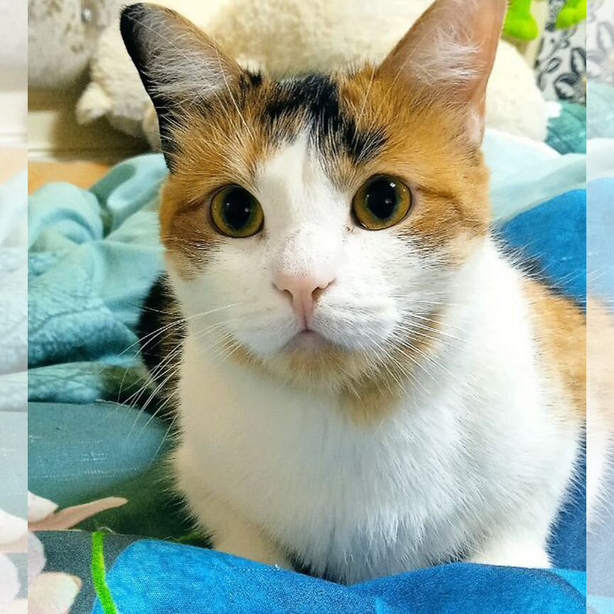 Кошка 1 год трехцветная