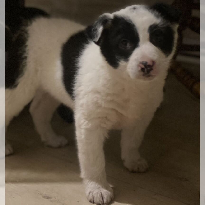 Щенок в добрые руки