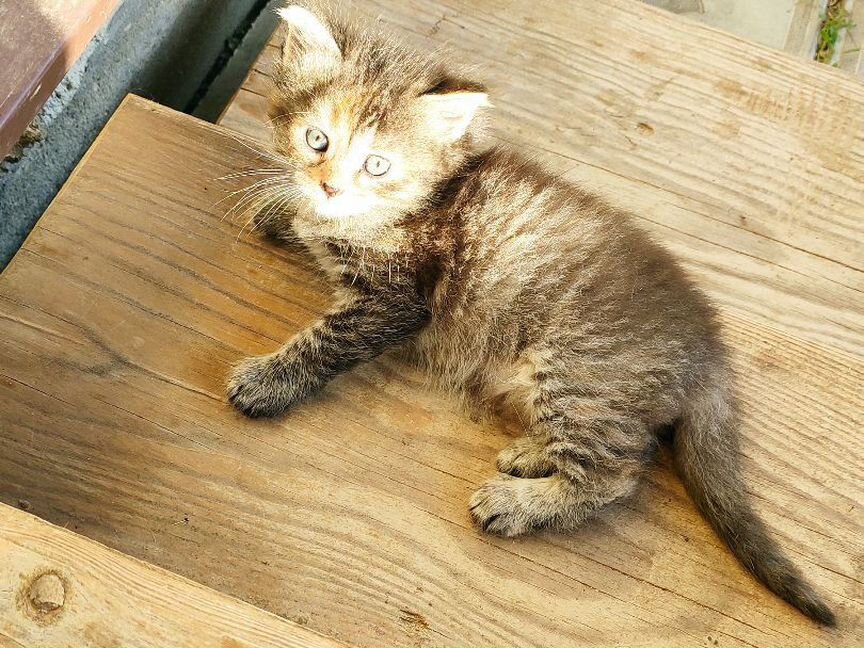 Кошка в дар бесплатно