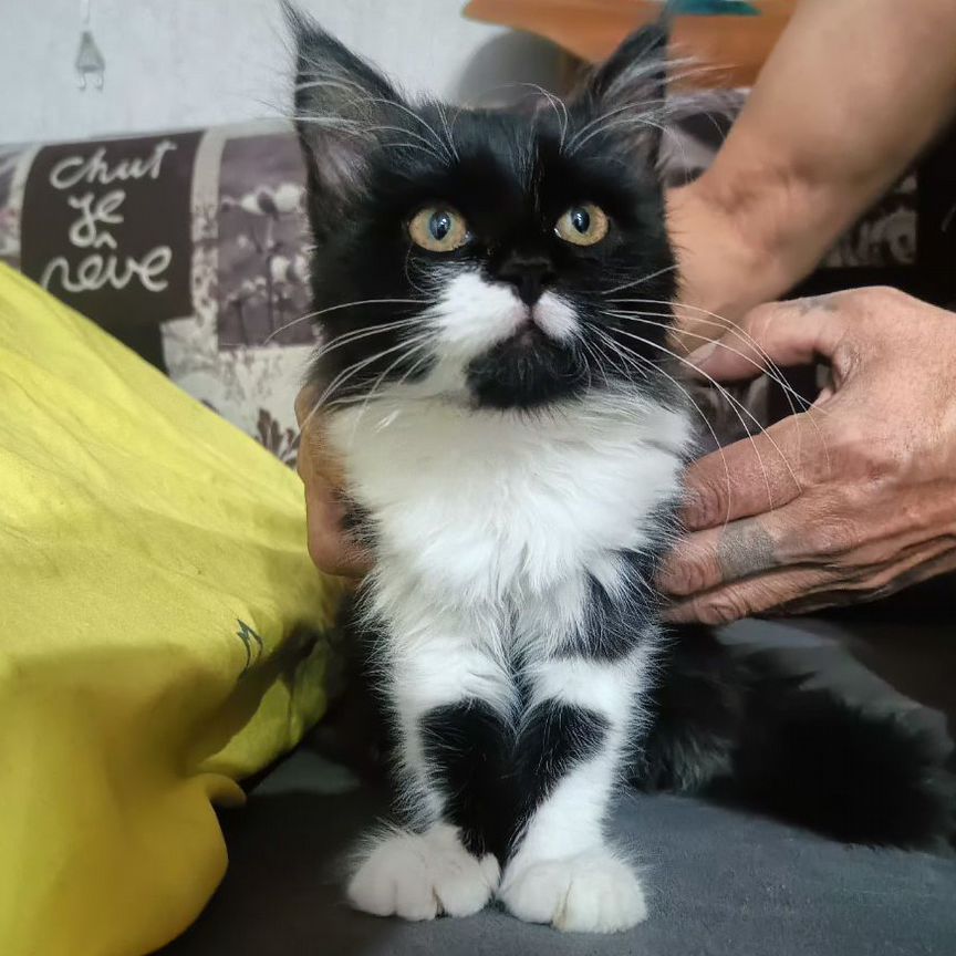 Мейн-кун котёнок