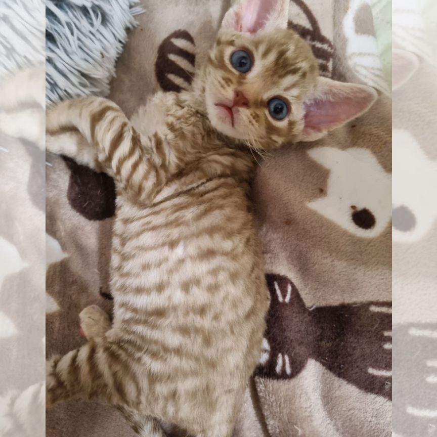 Девон-рекс котёнок