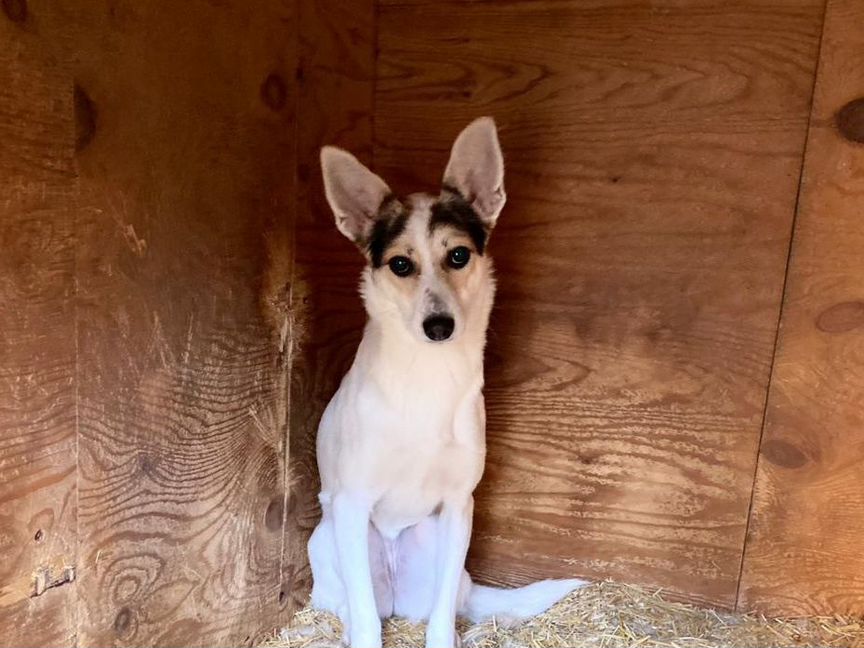 Собака малышка Мальта в добрые руки