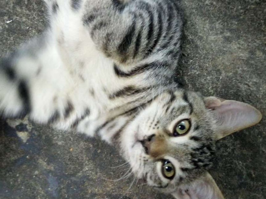 Котёнок для любви