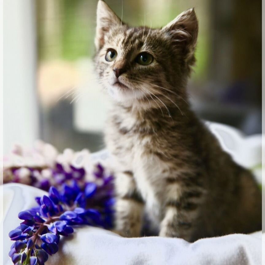 Котенок девочка 2 месяца