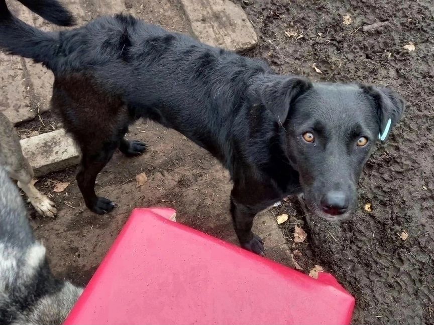 Особенный пес