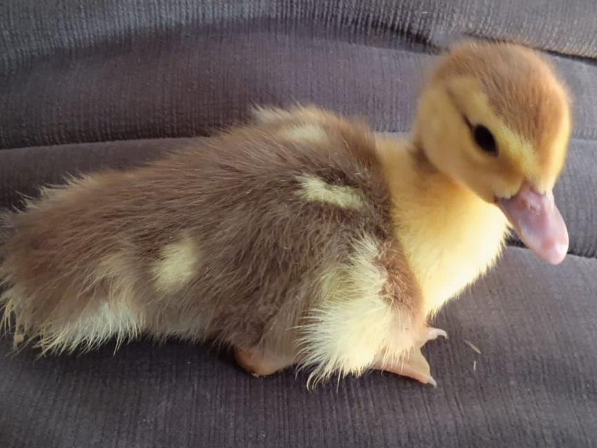 Утята индоутки