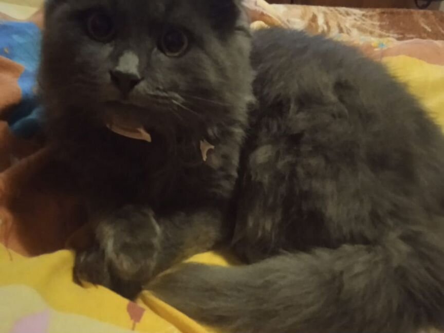 Котик