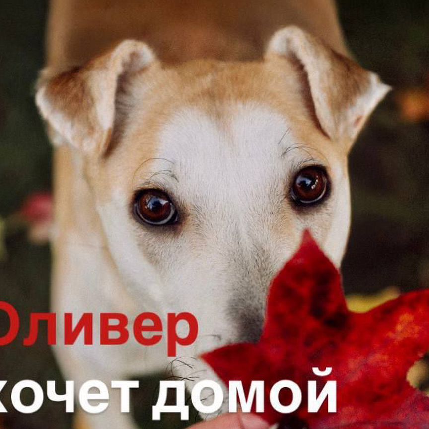 Взрослая собака в добрые руки