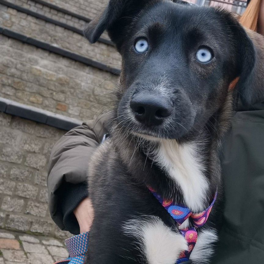 Щенок в добрые руки голубоглазка