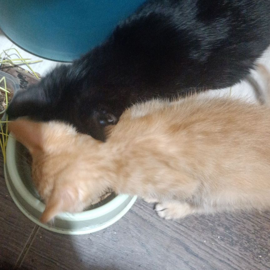 Котёнок в добрые руки