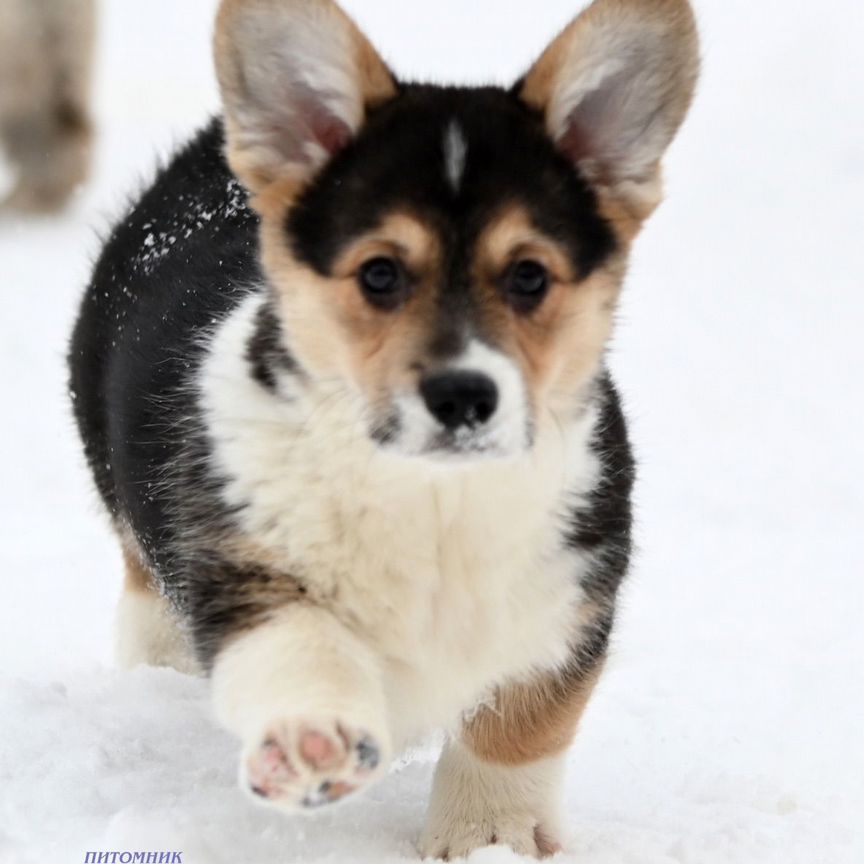 Кобель корги