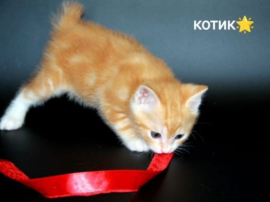 Котята " мини рыси"