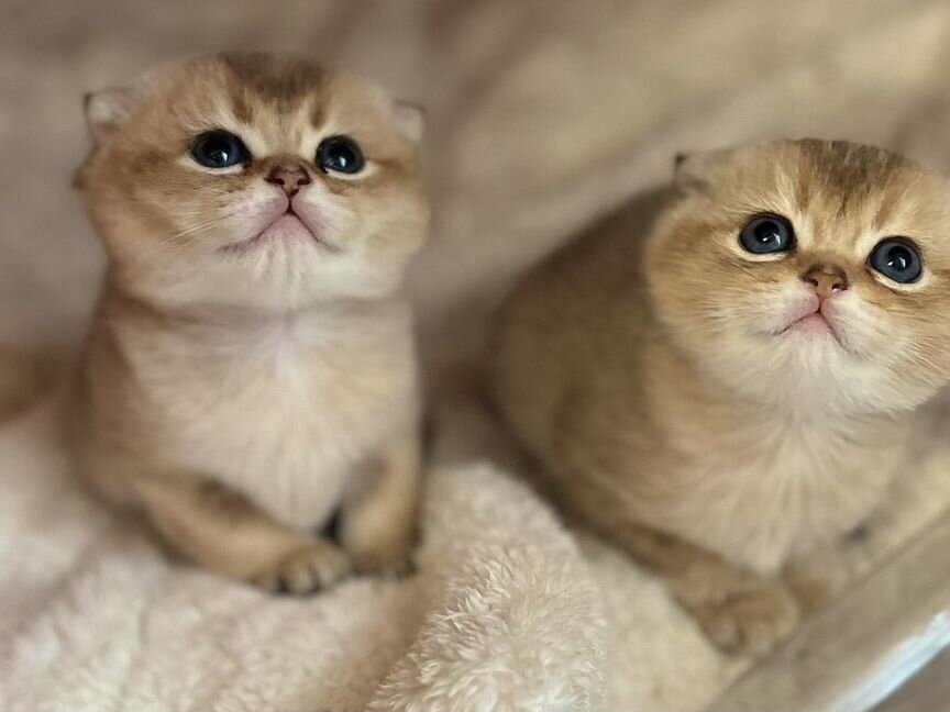 Плюшевые солнышки