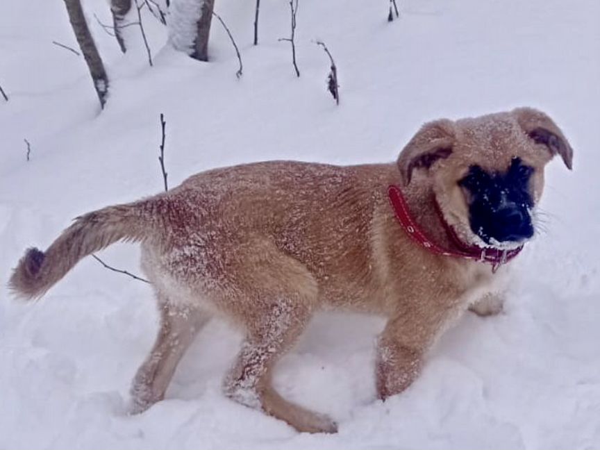Щенок в добрые руки