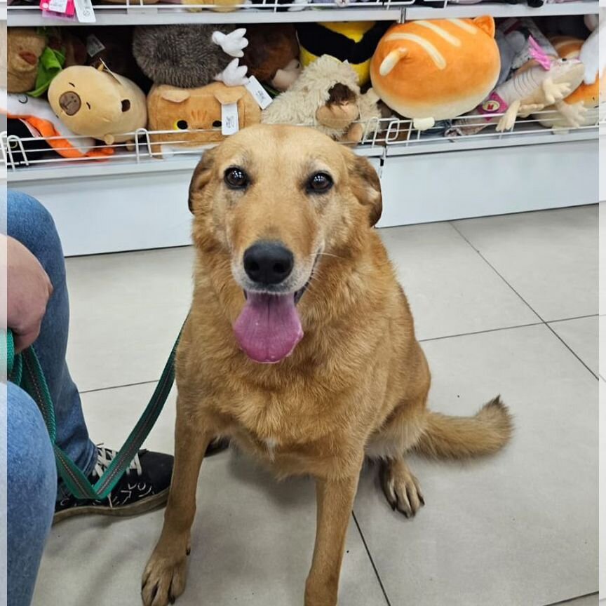 Взрослая собака в добрые руки