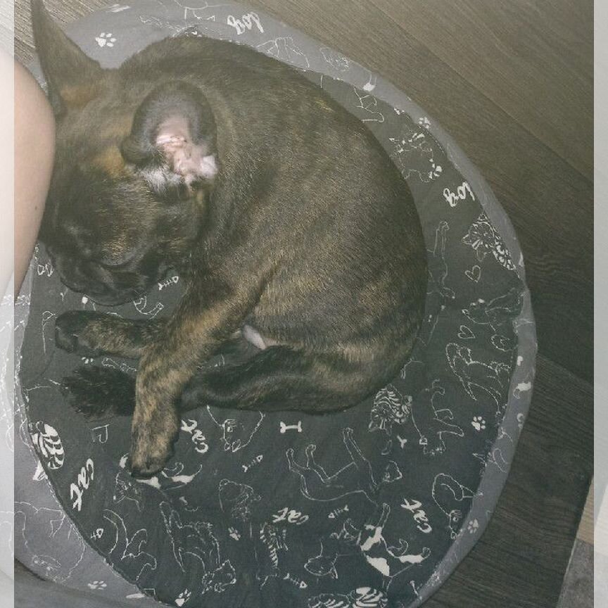 Французский бульдог, щенок