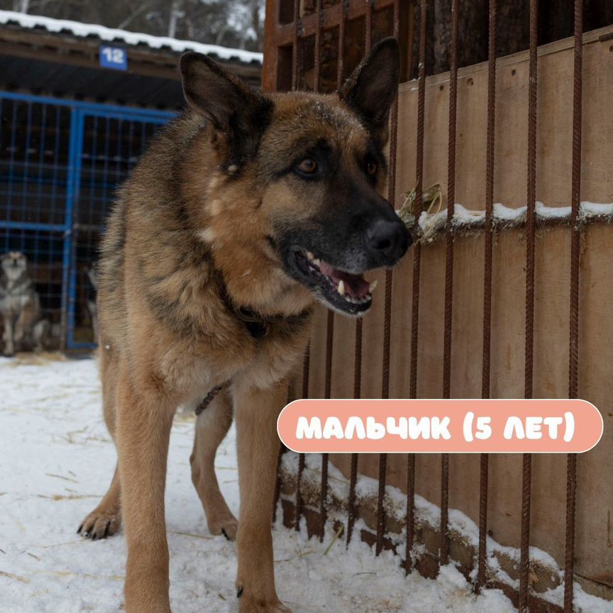 Немецкая овчарка, взрослый пёс