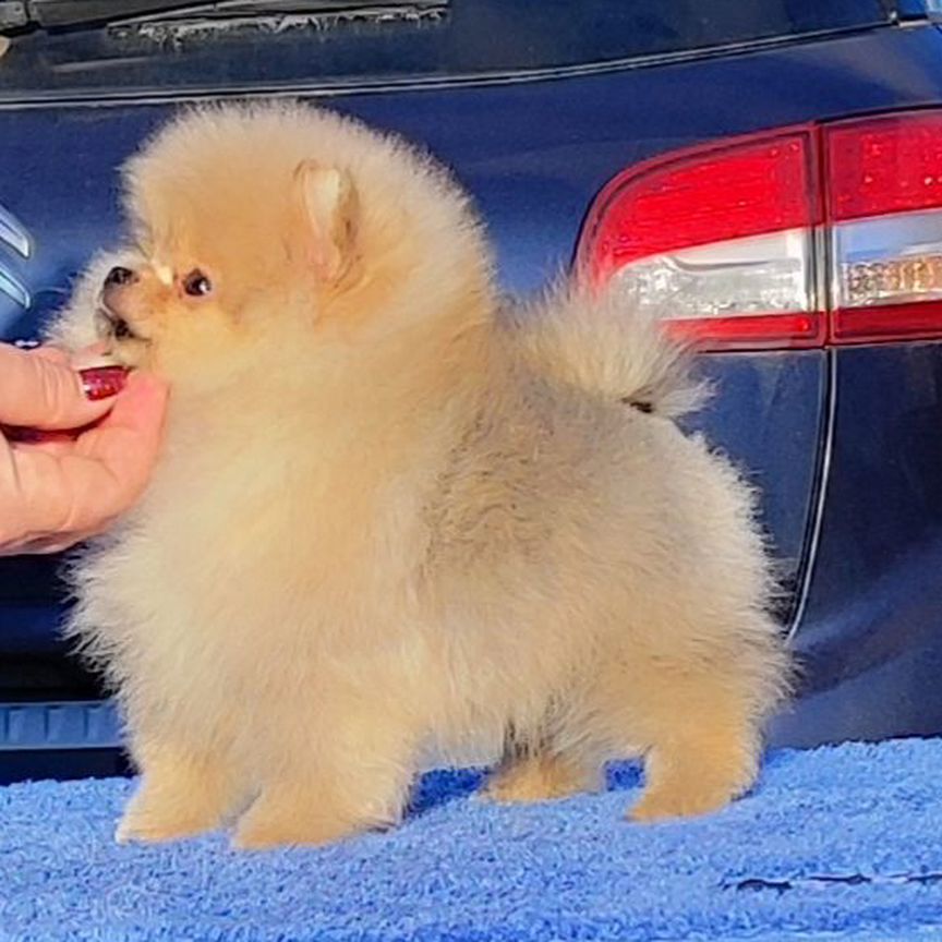 Померанский шпиц, щенок