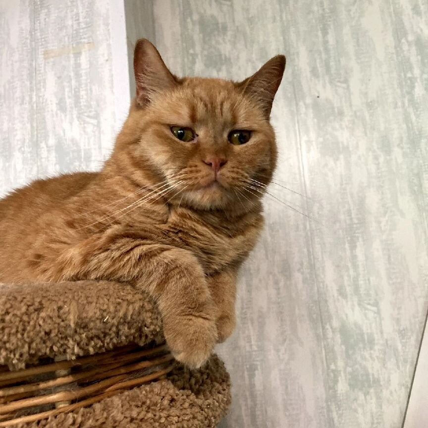 Котик в добрые руки