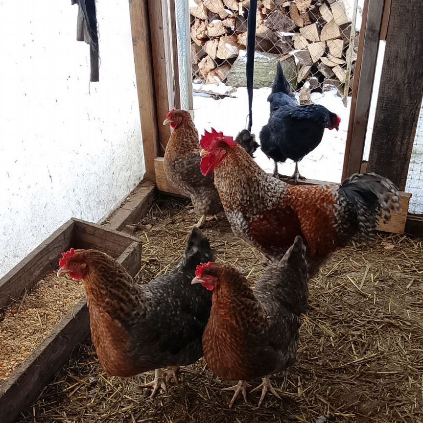 Инкубационное яйцо брама