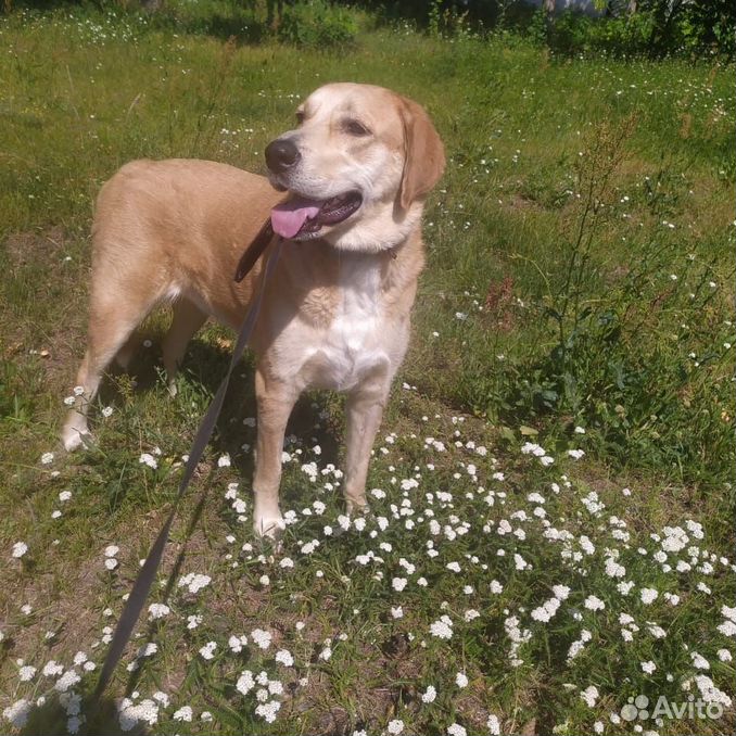 Замечательная девочка ищет дом